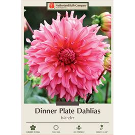 Dahlia, Dinner Plate 'Islander' | Gertens Garden Center