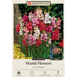Ixia, Wand Flower | Gertens Garden Center