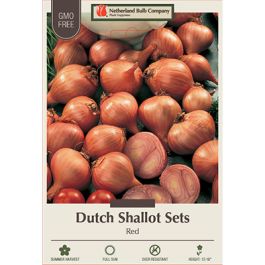 Allium, Shallot 'Dutch Red' | Gertens Garden Center