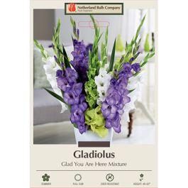 Gladiolus 'Glad You Are Here Mixture' | Gertens Garden Center