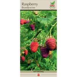 Rubus, Raspberry 'Brandywine' | Gertens Garden Center
