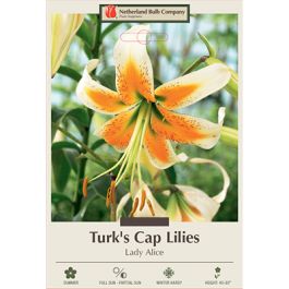 Lilium, Turk's Cap Lily 'Lady Alice' | Gertens Garden Center