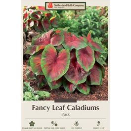 Caladium, Fancy Leaf 'Buck' | Gertens Garden Center