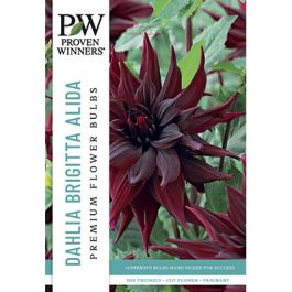 Dahlia, Dinner Plate 'Brigitta Alida' | Gertens Garden Center