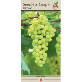 Vitis, Seedless Grape 'Himrod' | Gertens Garden Center