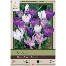 Crocus Assortment, Large Flowering Crocus 'Blue Moon Mixture' | Gertens ...