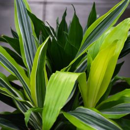 Dracaena Triple Combo | Gertens Garden Center