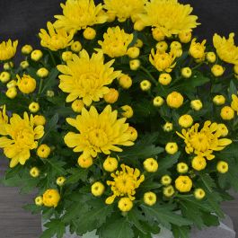 Chrysanthemum, Pot Mums 'Easter Yellow' | Gertens Garden Center