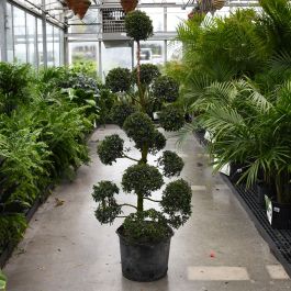 Eugenia, Topiary 'Pom Pom' | Gertens Garden Center