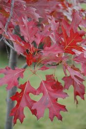 Quercus, Northern Pin Oak | Gertens Garden Center