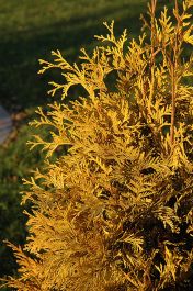 Thuja, Arborvitae 'Yellow Ribbon' | Gertens Garden Center