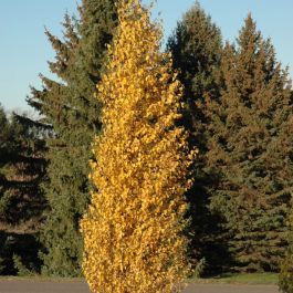Betula, White Birch 'Dakota Pinnacle®' (Large) | Gertens Garden Center