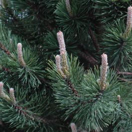 Pinus, Mugo Pine 'Tannenbaum' (Large Sizes) | Gertens Garden Center