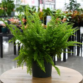 Fern, Fluffy Ruffle | Gertens Garden Center