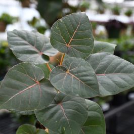 Ficus Petiolariss | Gertens Garden Center