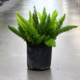 Fern, Foxtail Fern | Gertens Garden Center