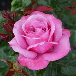 Fragrant Plum Rose | Gertens Garden Center