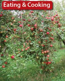 Fireside Apple - Dwarf | Gertens Garden Center