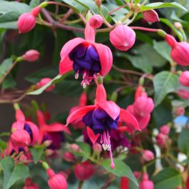 fuchsia phileine