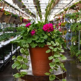 Geranium, Calliope® Medium 'Violet' Patio Planter with Spike | Gertens ...