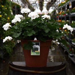 Geranium Mojo White | Gertens Garden Center