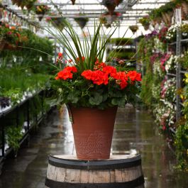 Geranium, Mojo™ 'Orange' Patio Planter with Spike | Gertens Garden Center