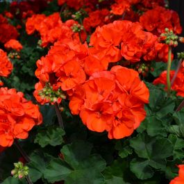 Geranium Zonal, Mojo™ 'Orange' | Gertens Garden Center