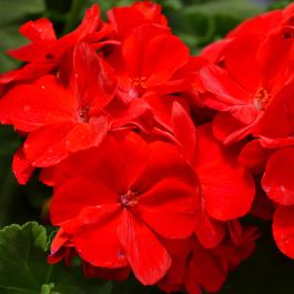 red geranium varieties