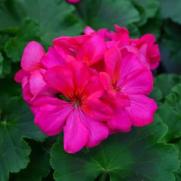 Geranium, Calliope® 'Violet' | Gertens Garden Center