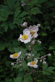 anemone evergreen