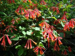 Dropmore Scarlet Honeysuckle | Gertens Garden Center