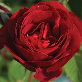 Hope For Humanity Rose | Gertens Garden Center