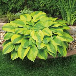 Hosta, 'Velvet Moon' | Gertens Garden Center