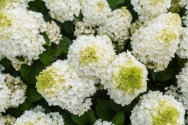 Hydrangea, Panicle 'First Editions® Little Hottie®' | Gertens Garden Center