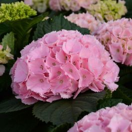 Hydrangea | Gertens Garden Center