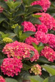 Hydrangea, Bigleaf 'Seaside Serenade® Martha’s Vineyard' | Gertens ...