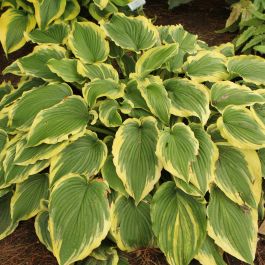 Hosta, Lime-Green Leaf 'Drop-Dead Gorgeous' | Gertens Garden Center