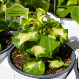 German Ivy Variegated | Gertens Garden Center