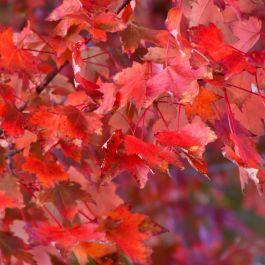 Acer, Red Maple 'Autumn Radiance®' (Large) | Gertens Garden Center