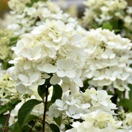 Hydrangea, Panicle 'First Editions® Diamond Rouge®' | Gertens Garden Center