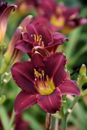 Hemerocallis, Red Daylily 'Ruby Stella' | Gertens Garden Center