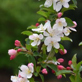 Malus, Flowering Crabapple 'Sparkling Sprite®' (Large Sizes) | Gertens ...