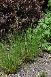 Juncus, Common Rush 'Minnesota Native' | Gertens Garden Center