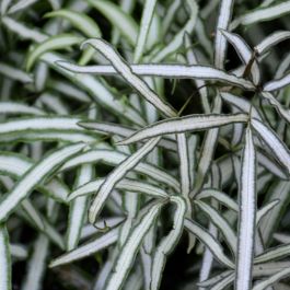 Fern, Silver Ribbon Fern | Gertens Garden Center