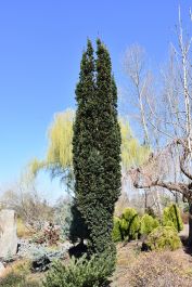 Taxus, Hybrid Yew 'Beanpole' | Gertens Garden Center