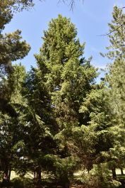 Royal Splendor Norway Spruce | Gertens Garden Center