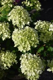 Hydrangea, Panicle 'Candy Apple™' | Gertens Garden Center