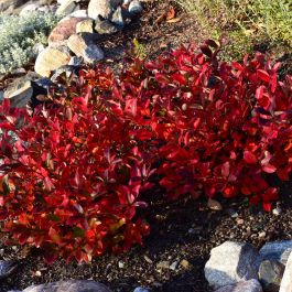 Low Scape Mound Black Chokeberry | Gertens Garden Center