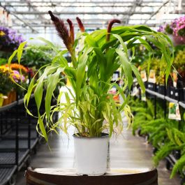 Pennisetum, Millet 'Jade Princess' | Gertens Garden Center