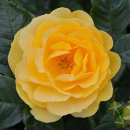 Julia Child Rose | Gertens Garden Center